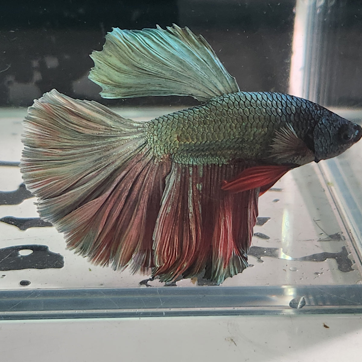 TK12 Halfmoon Betta Male Standard – TK Aquatics