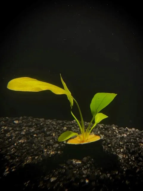 0117 POT - Melon Sword; Echinodorus osiris – TK Aquatics
