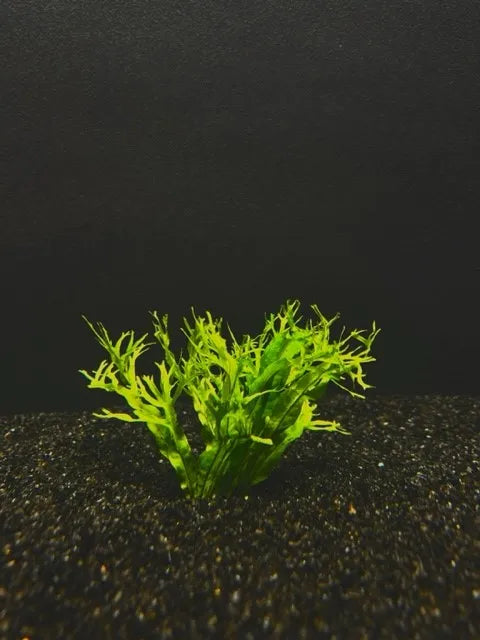 0101 Java Fern Windelov, clump; Microsorum pteropus v. Windelov – TK ...