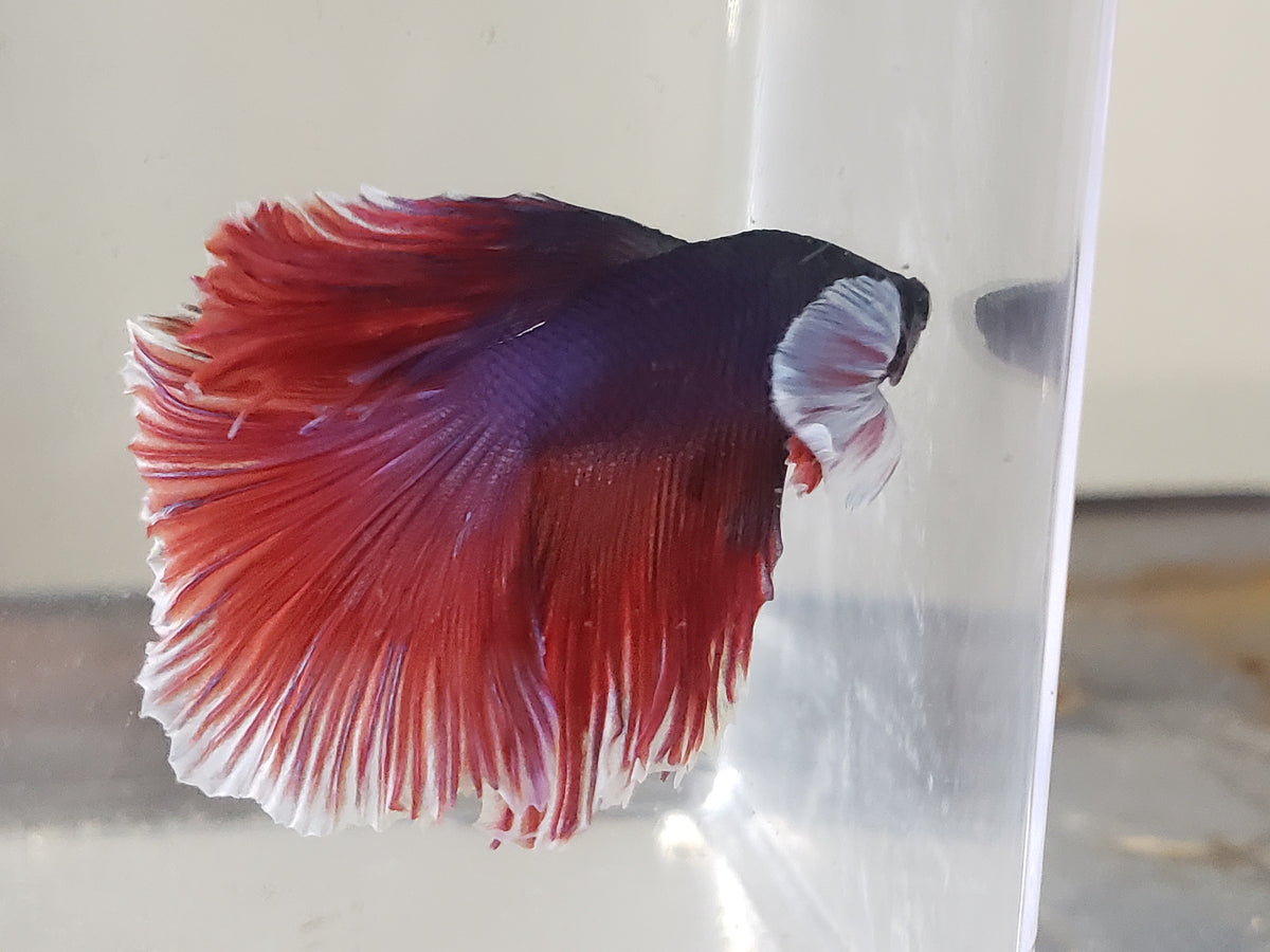 Rose and Blue Male Dumbo Ear Betta DMB07 – TK Aquatics