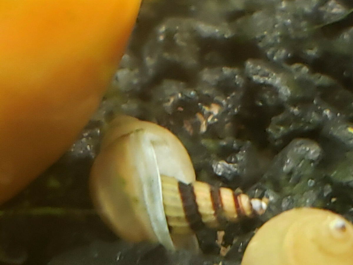 Assassin Snails (Clea helena) - 1/4" to 1/2" Live Freshwater Snail – TK ...